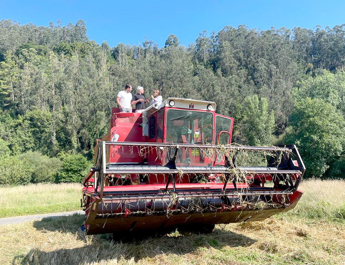 Asturias cultiva 50 hectáreas de escanda - El Campo de Asturias