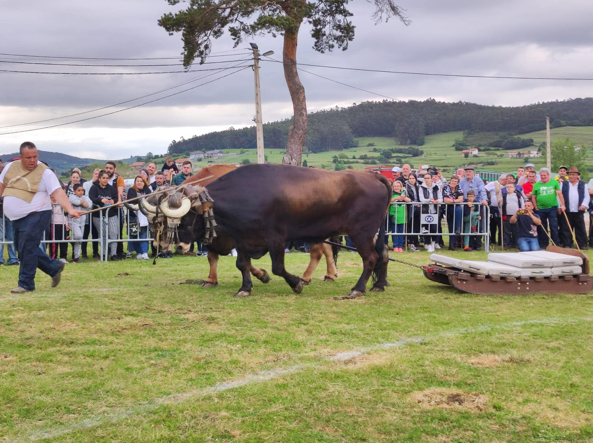 Concurso de arrastre de bueyes en la Feria de San Isidro Llanera - El Campo de Asturias