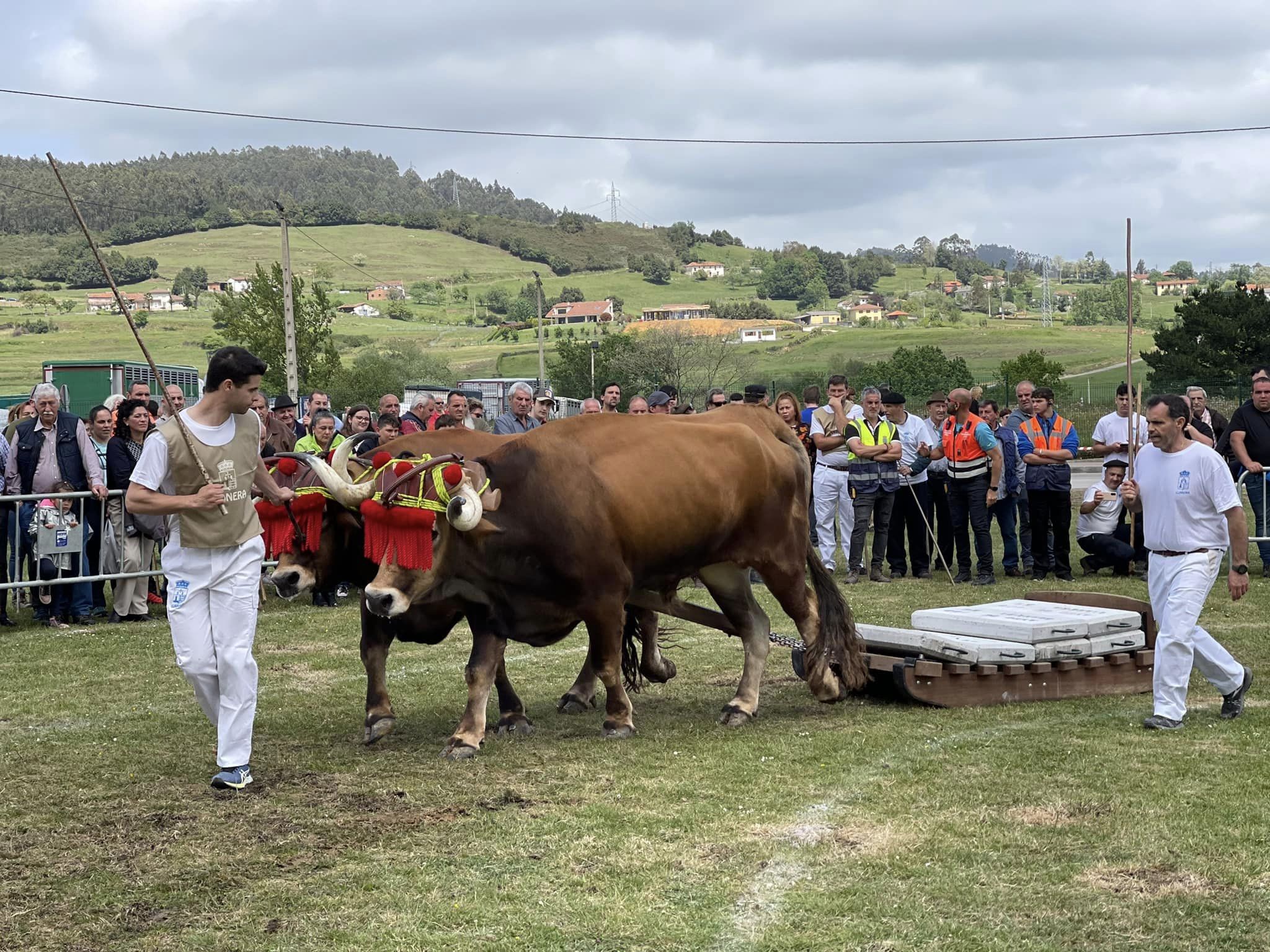 Concurso de arrastre de bueyes, Feria de San Isidro Llanera 2023 - El Campo de Asturias